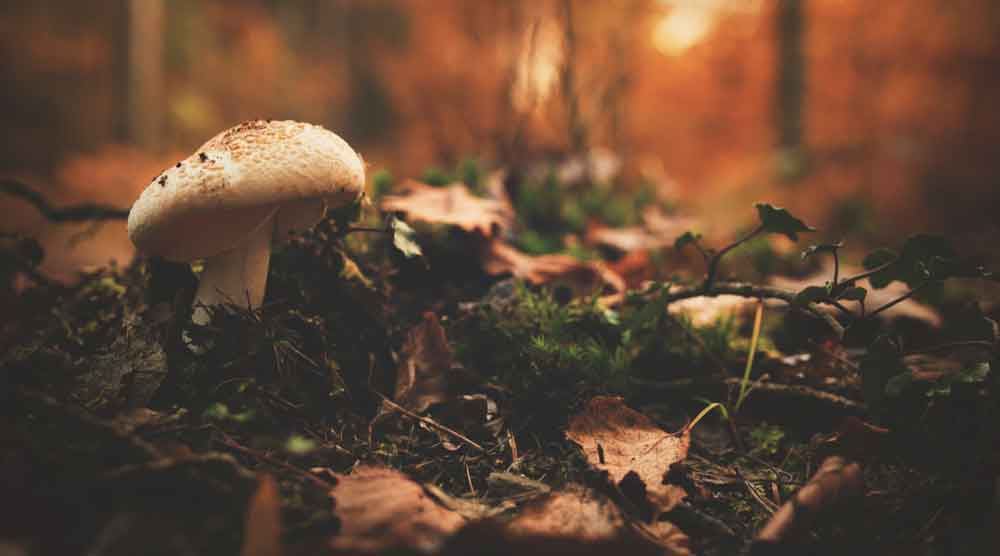 Nature’s packaging solution – mycelium takes on plastic pollution - THE ...